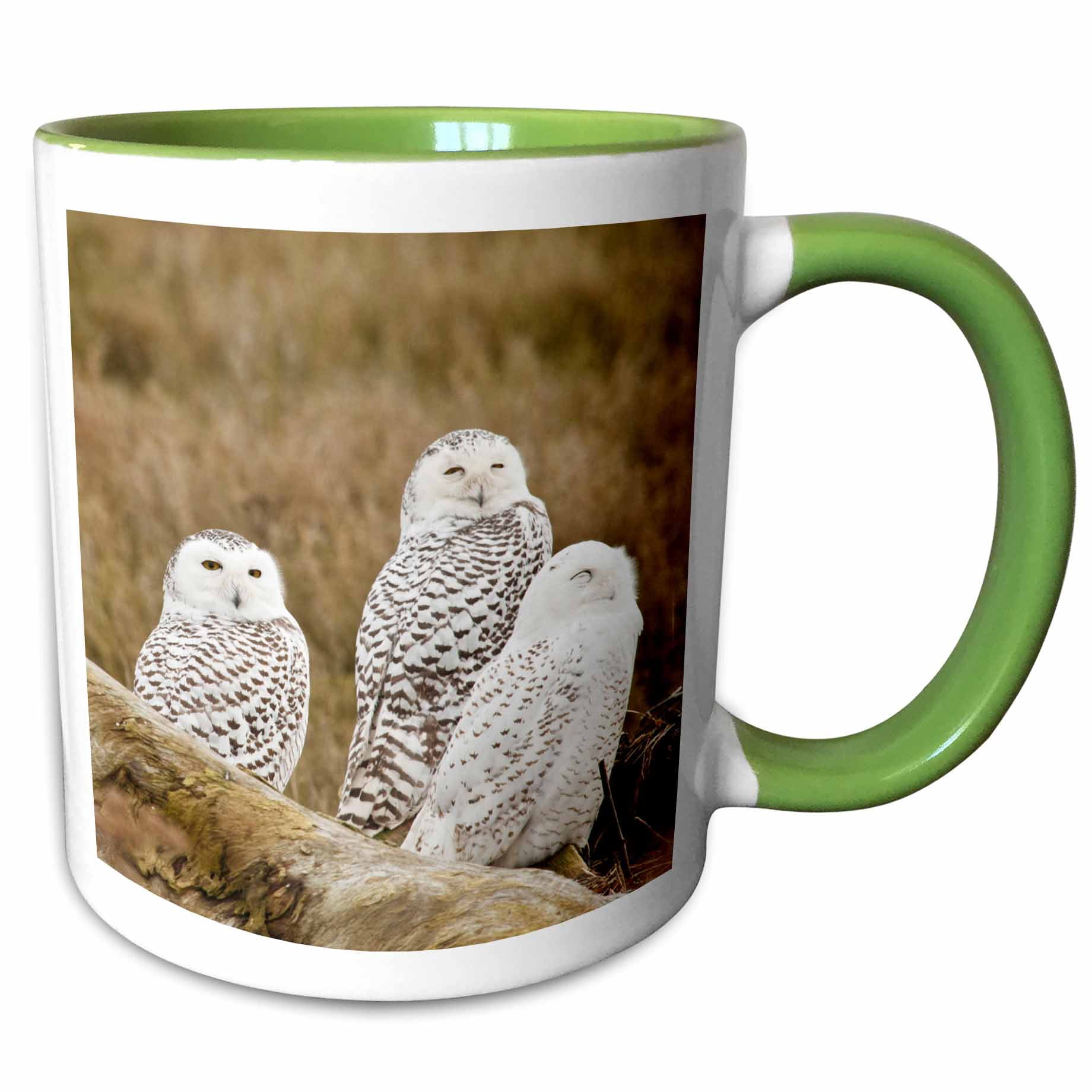 3drose, British Columbia, Boundary Bay, Snowy Owls - Cn02 Rbr0022 ...