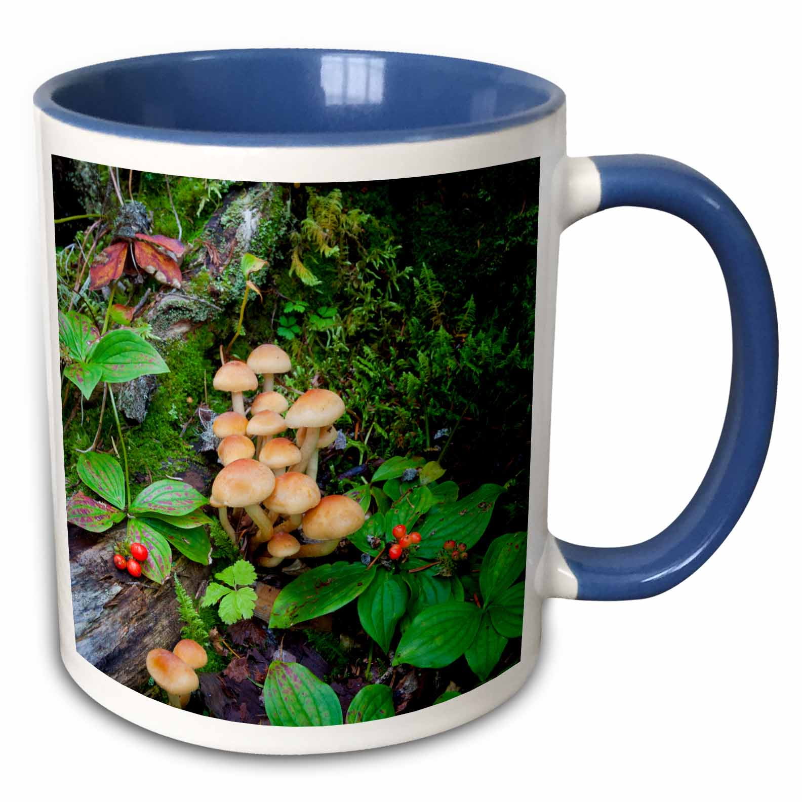 3drose, British Columbia, Bowron Lakes Park. Bunchberry, Forest-cn02 ...