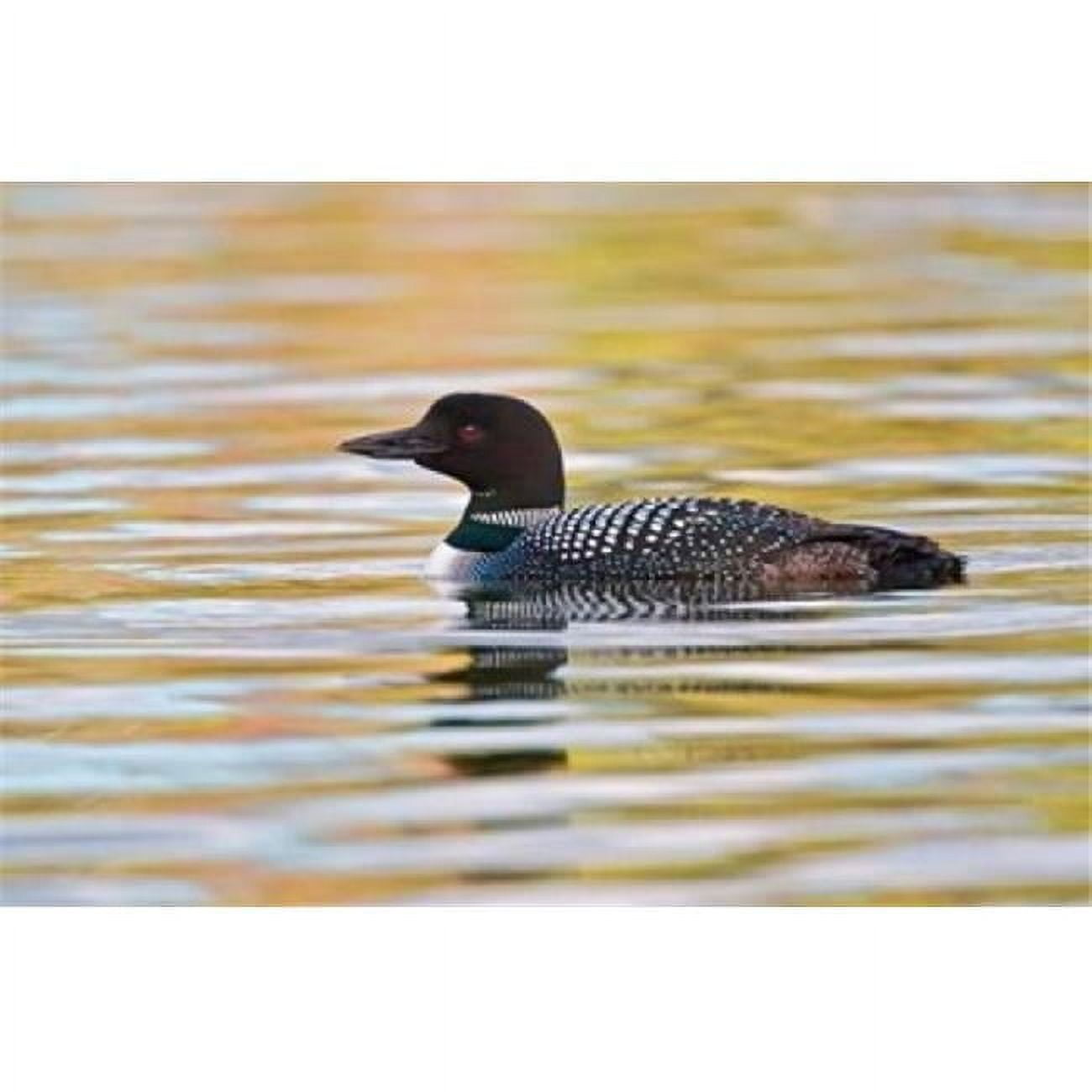 British Columbia Common Loon Bird on Lake at Sunrise Poster Print by ...