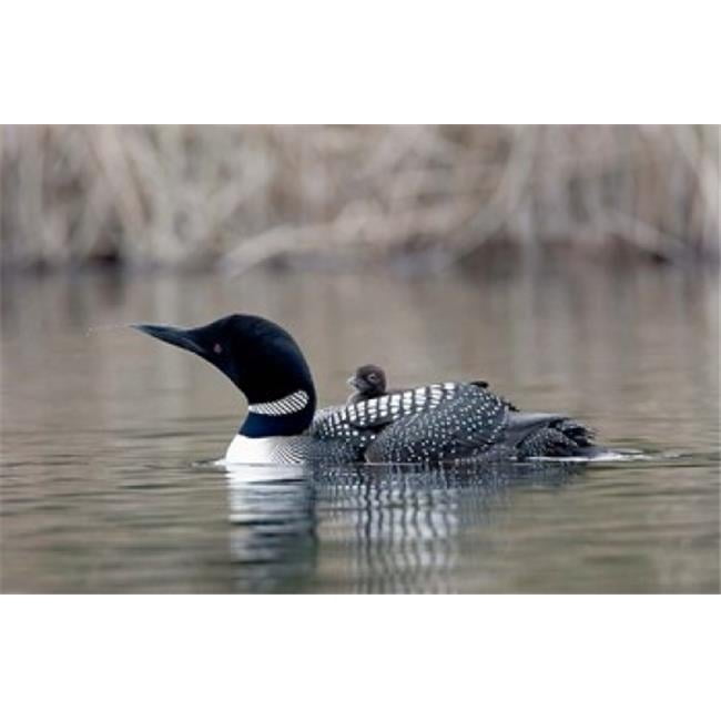 British Columbia Common Loon with Chick Poster Print by Charles ...