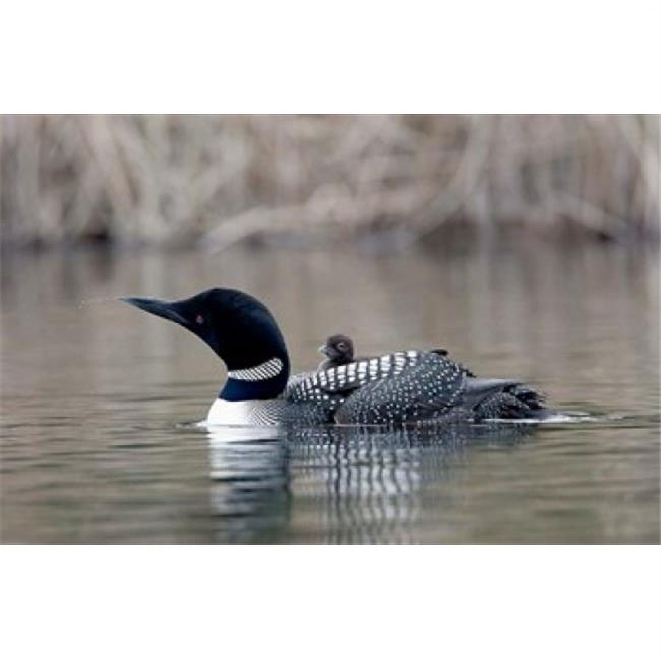 British Columbia Common Loon with Chick Poster Print by Charles Sleicher - 26 x 17 in. - Walmart.com