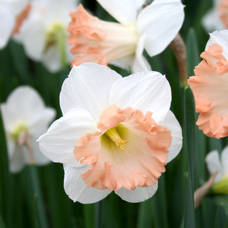 British Gamble Daffodil Flower Bulbs - 5 Bulbs per Pack - Deer ...