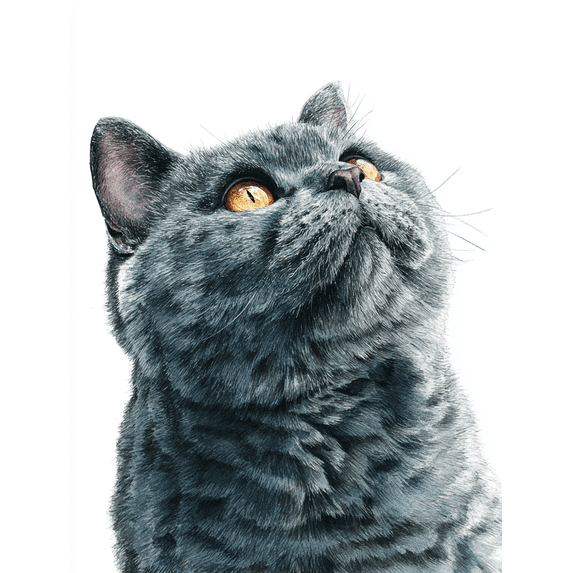 British Shorthair Cat Portrait Canvas Print Wall Art for Living Room ...