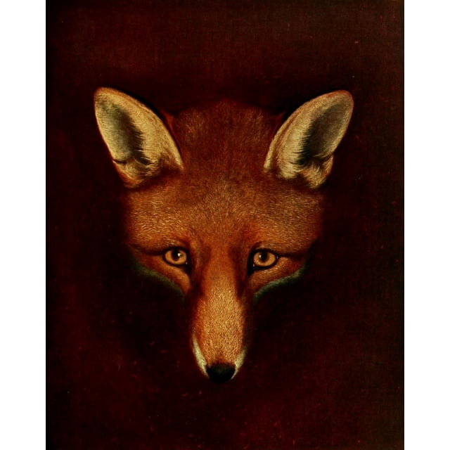 British Sporting Prints 1922 Renard the Fox Poster Print by Philip ...