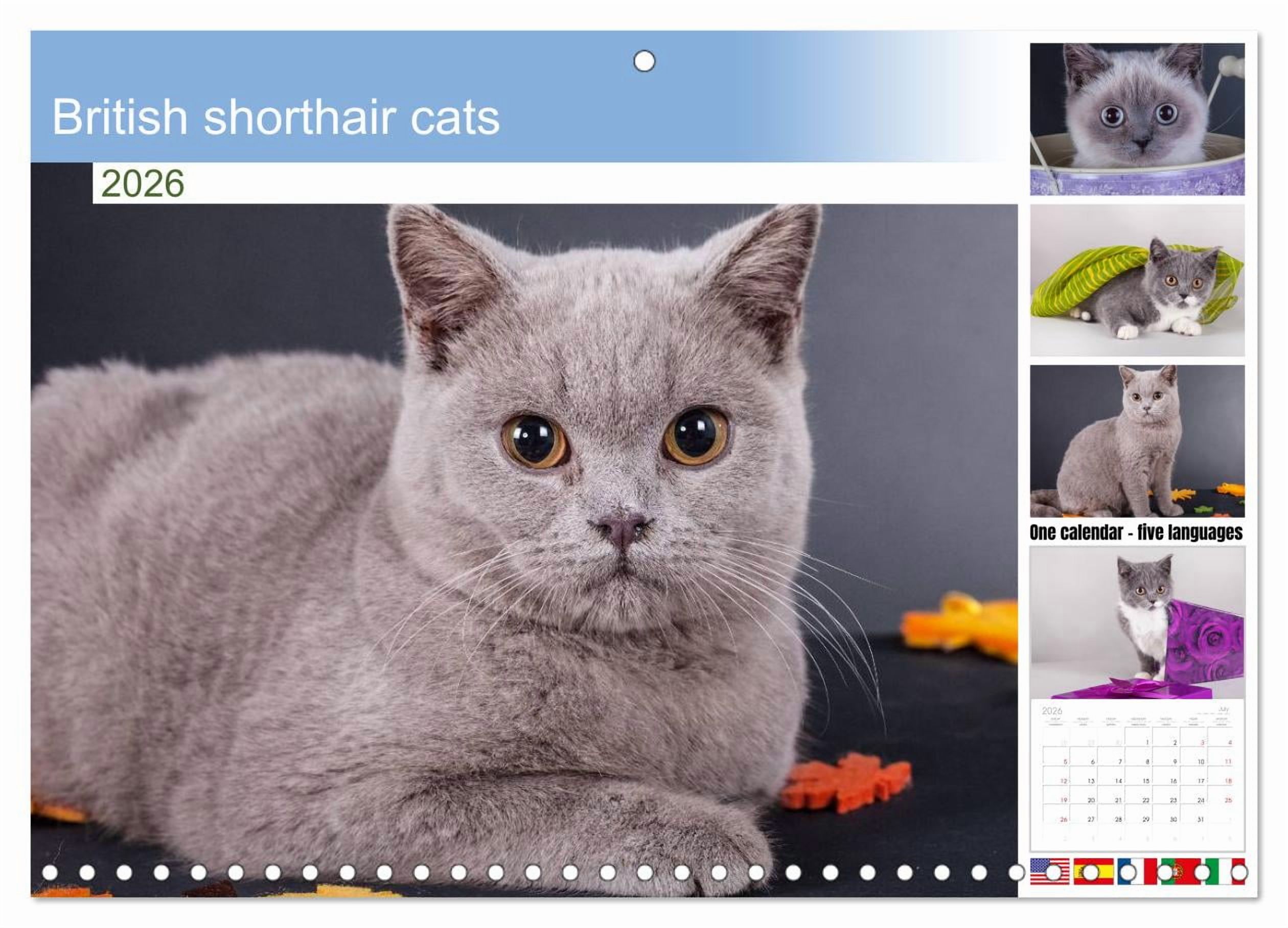 British shorthair cats (Monthly Wall Calendar 2026 16.5 x 23.4 (open ...