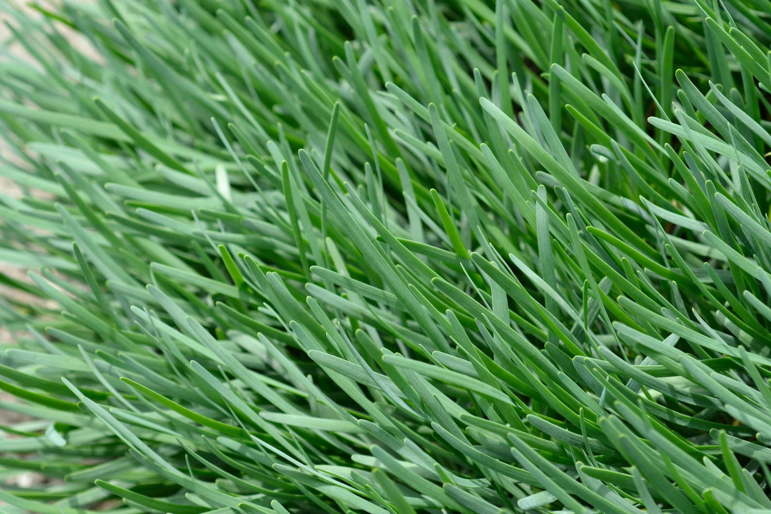 Broad Leaved Grolau Chives Allium schoenoprasum Herb Seeds for Planting ...