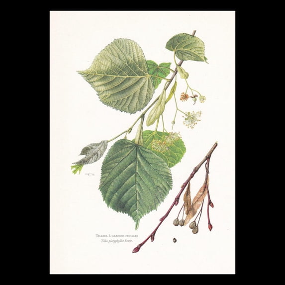 Broad-Leaved Lime Tree Print, Unframed Paper Poster 16x20in - Walmart.com