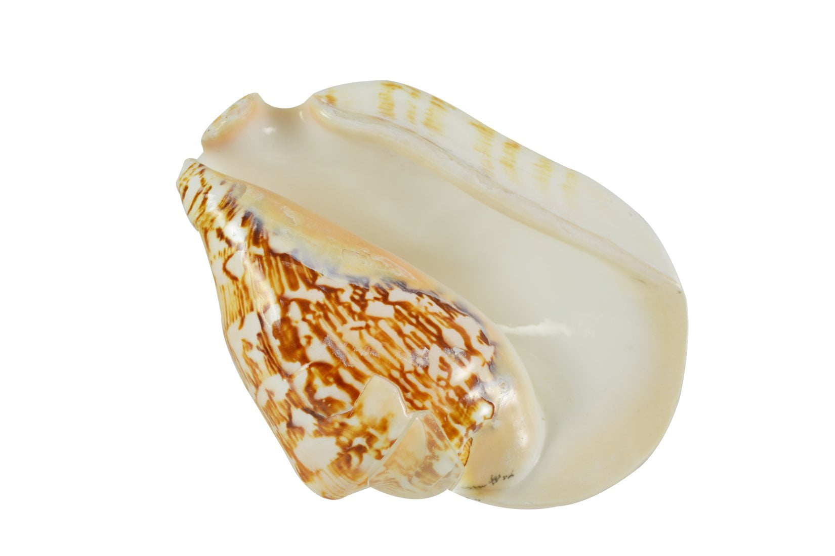 Broad Pacific Conch Decorative Shell Seashell - Polished 6" up Seashell ...