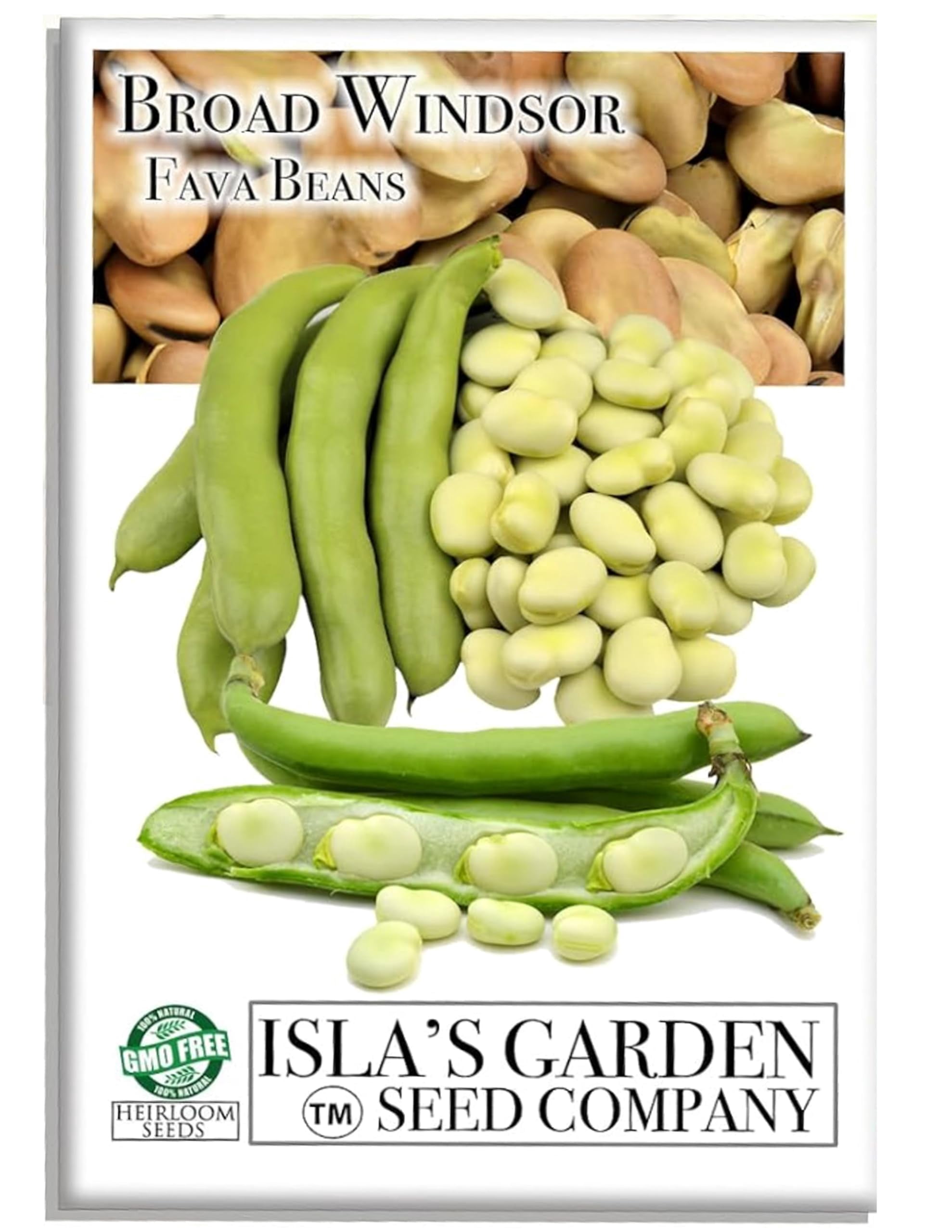 "Broad Windsor" Fava TWE5 Bean Seeds for Planting, 25 Heirloom Seeds ...