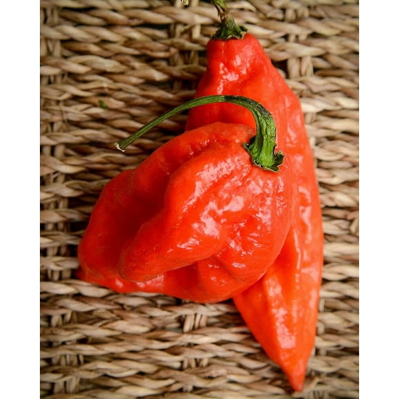 Creeping Bentgrass Seed