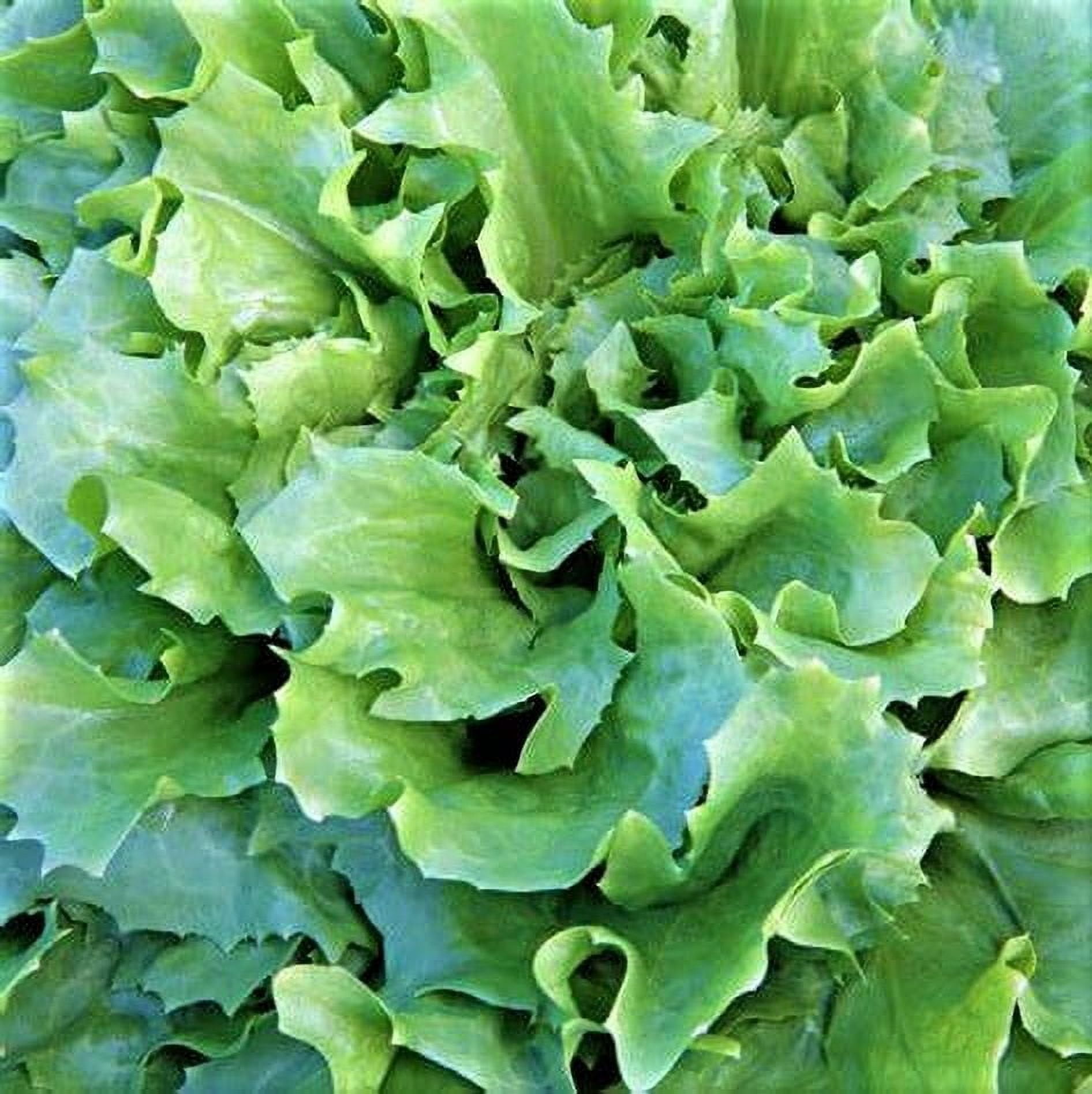 Broadleaf Batavian Endive Lettuce - 100 Count Seed Pack - A Cool ...