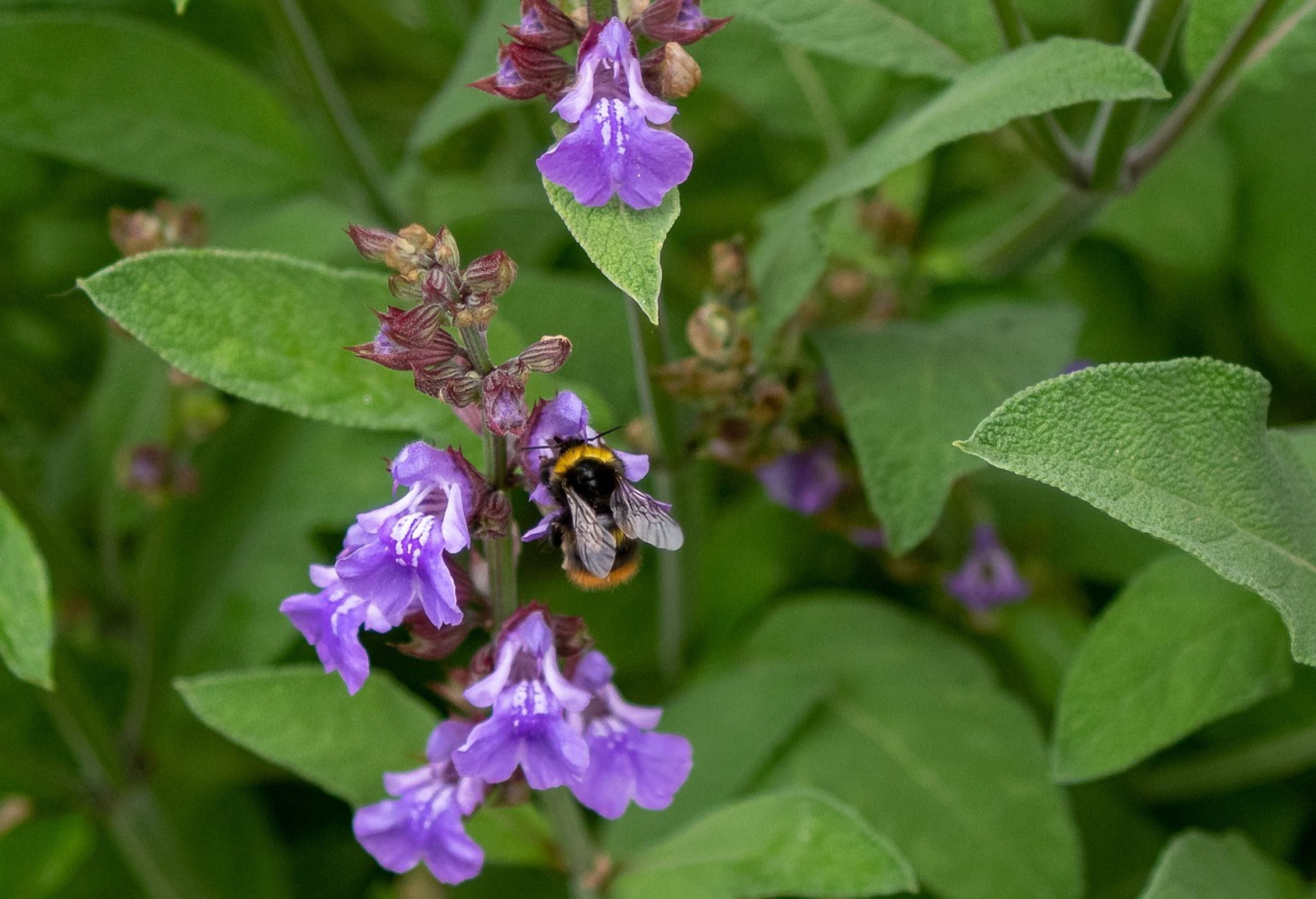 Broadleaf Sage Seeds/ Perennial/ Full Sun/860 Seeds 1/4 oz/ Zellajake ...