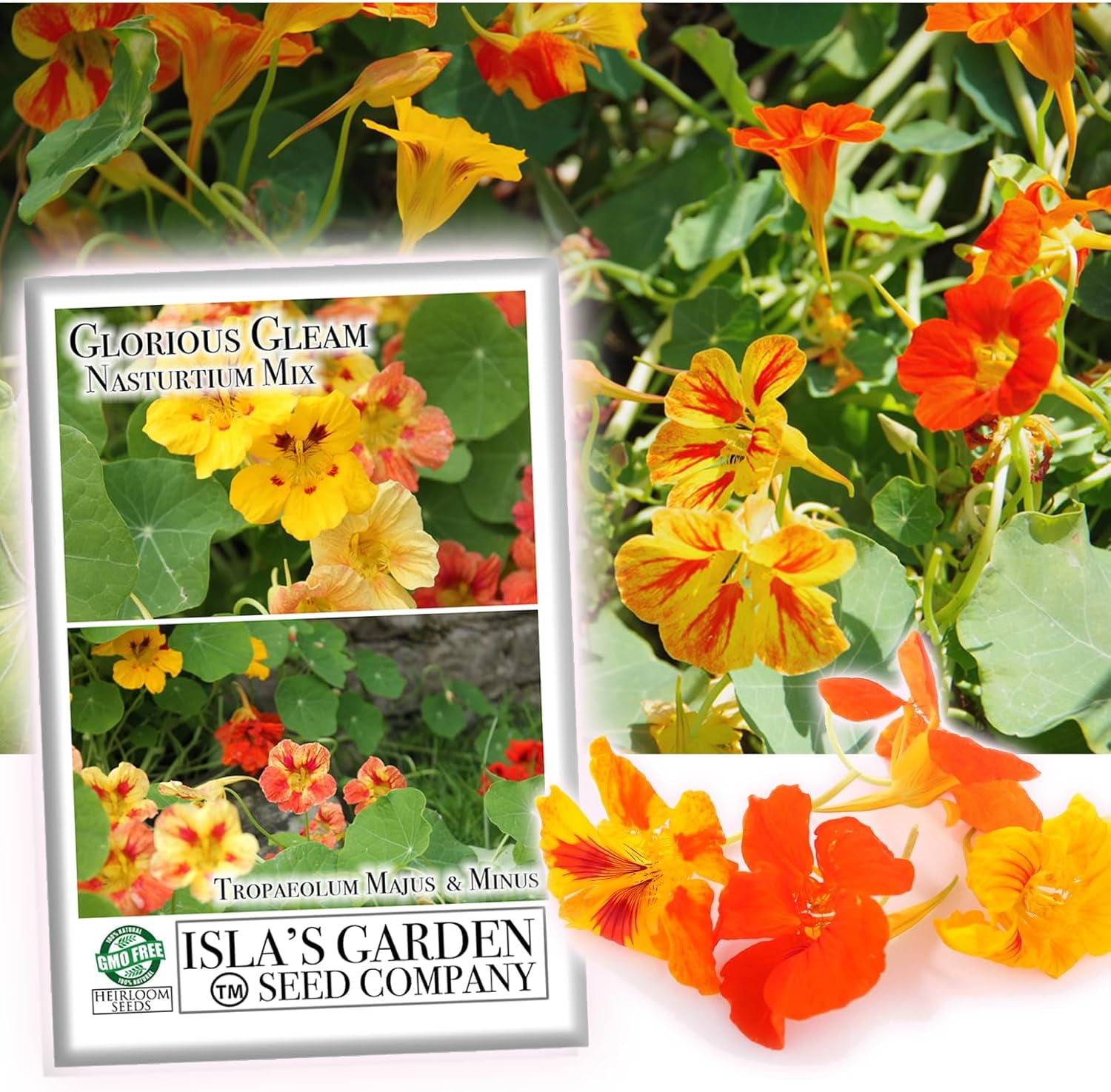 Broadleaf Sage Herb Seeds, 100+ Seeds Per Packet, Isla's Garden Seeds ...