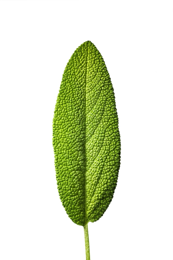 Broadleaf sage (Salvia officinalis) on a white background by Mark ...