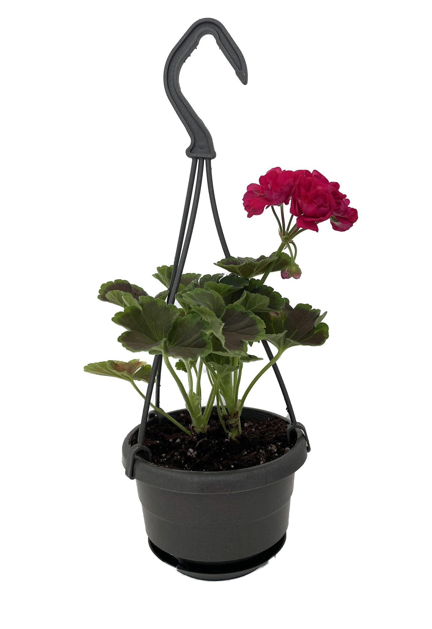 Brocade Cherry Night Fancy Leaf Geranium - 4" Metallic Gray Hanging ...
