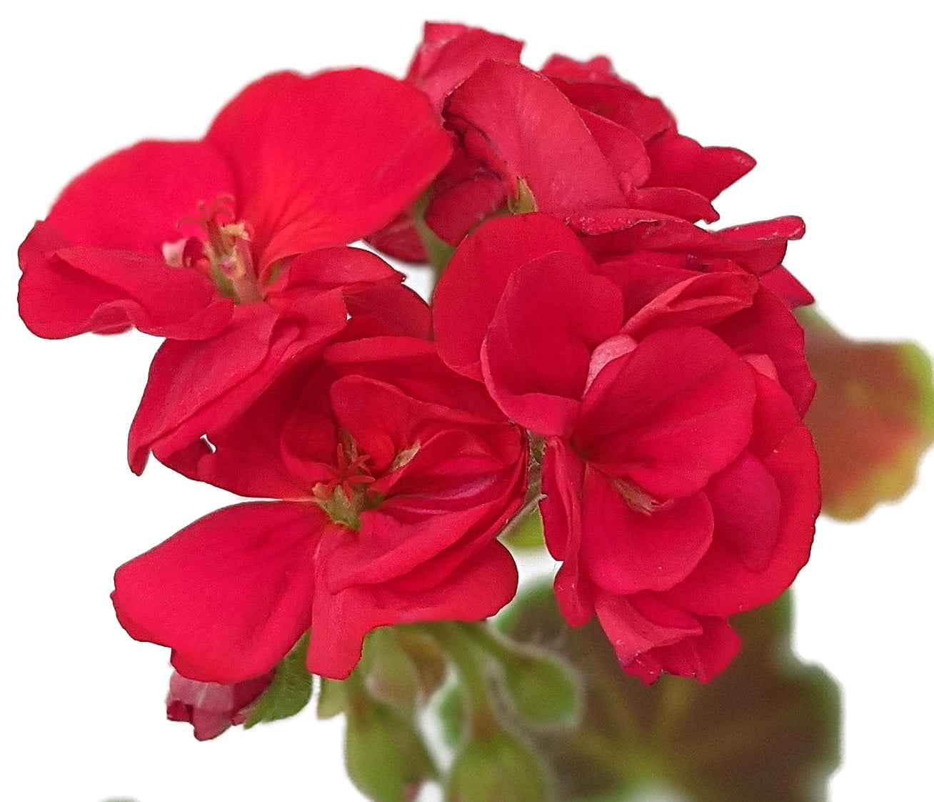 Brocade Cherry Night Fancy Leaf Geranium - Pelargonium - Indoors/Out ...