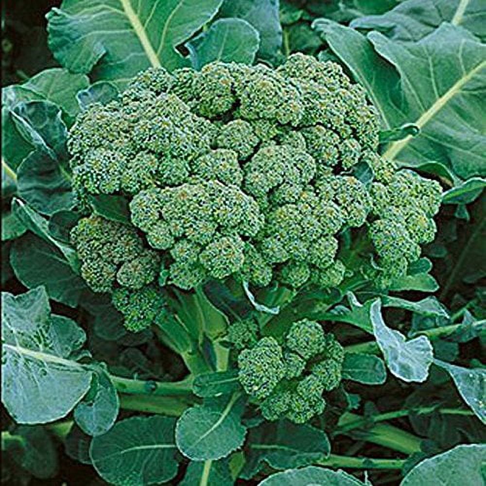 Seed Kingdom 8000 Broccoli Verde Plant Seeds Heirloom Vegetable 700 ...
