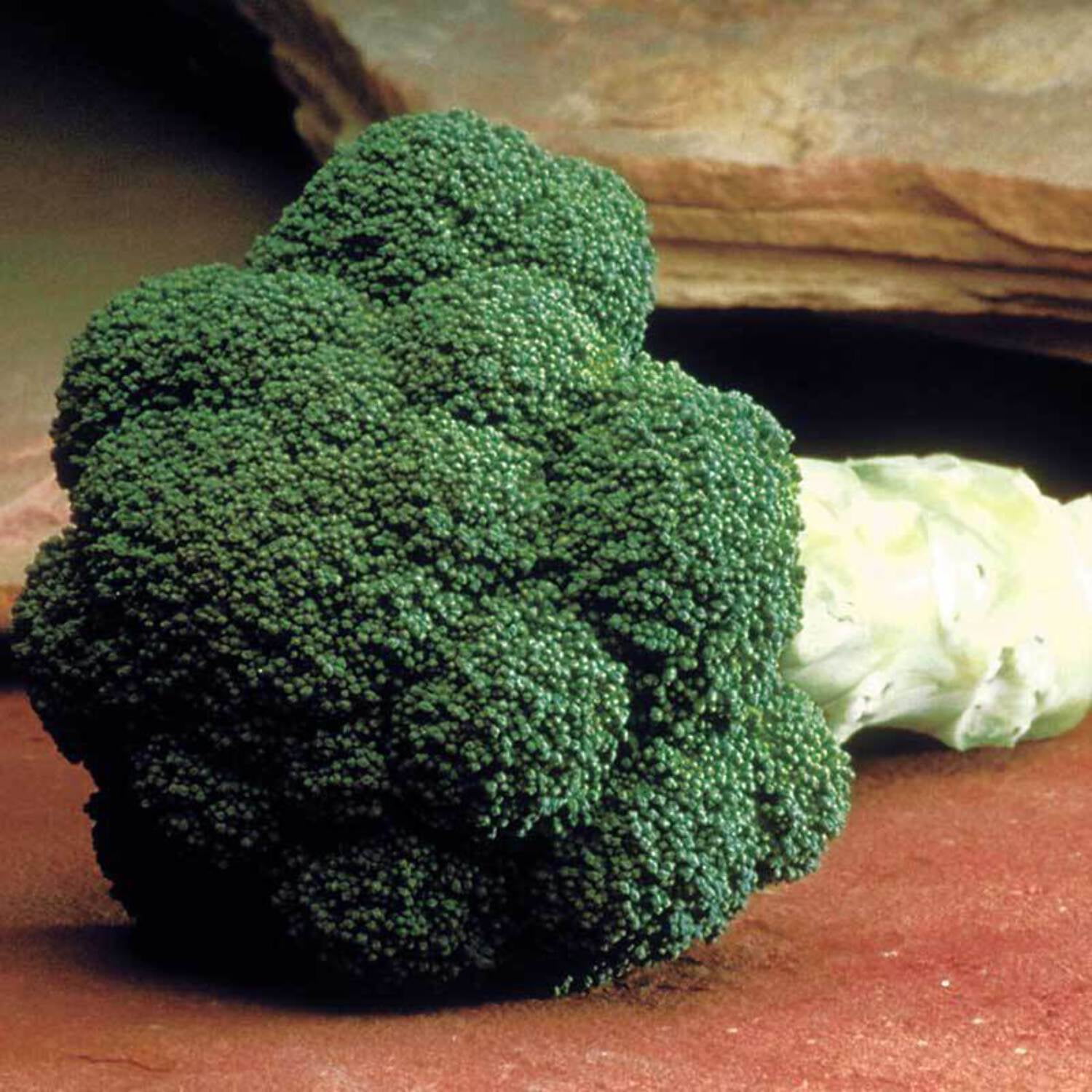 Broccoli Marathon F1 Seed - Walmart.com