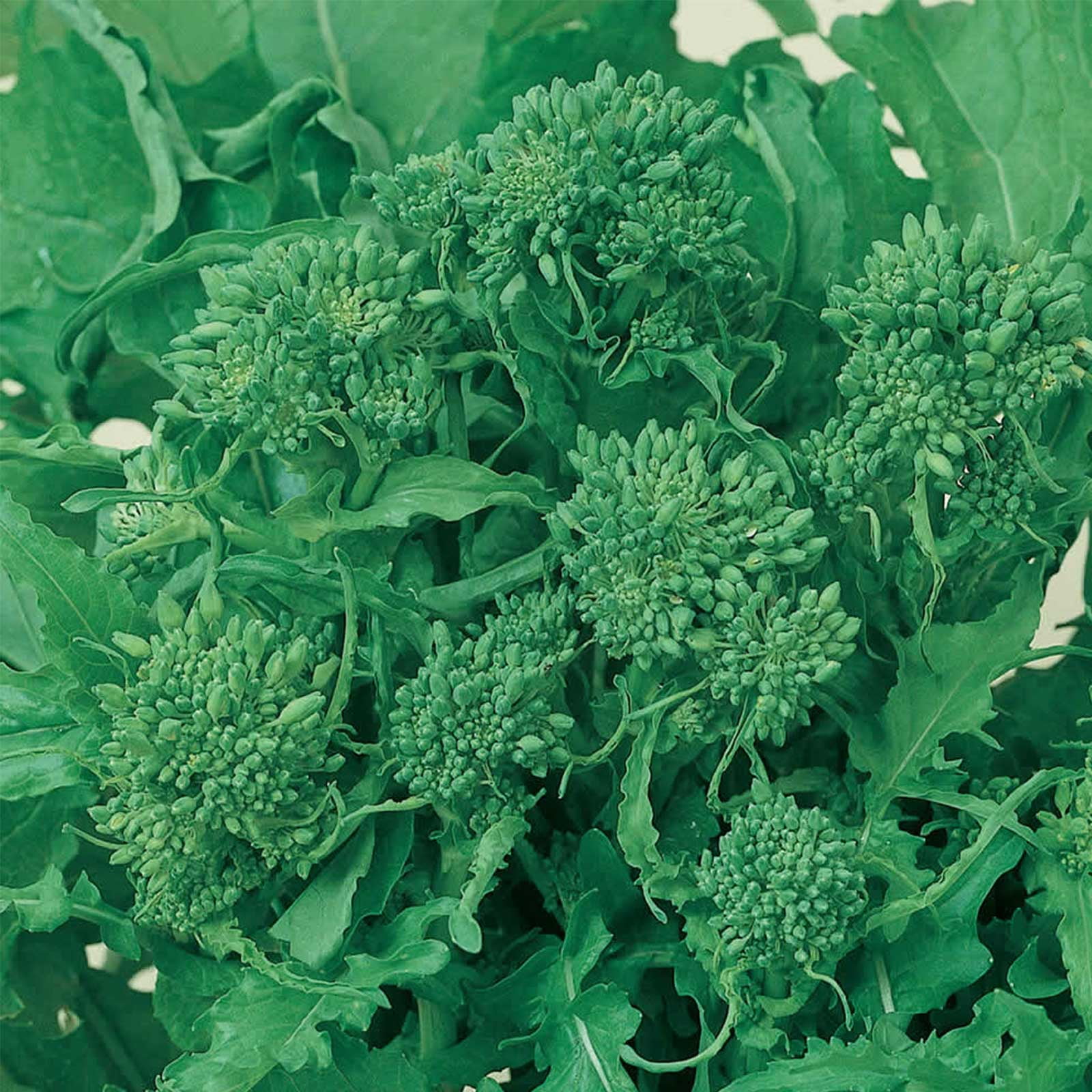 Broccoli Raab Seeds - Spring Rapini - 1 Lb - Organic, Non-GMO, Heirloom ...