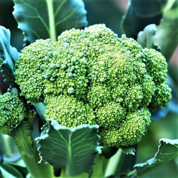 Broccoli Seed, Green Sprouting Calabrese, Heirloom, Non GMO, 500 Seeds ...