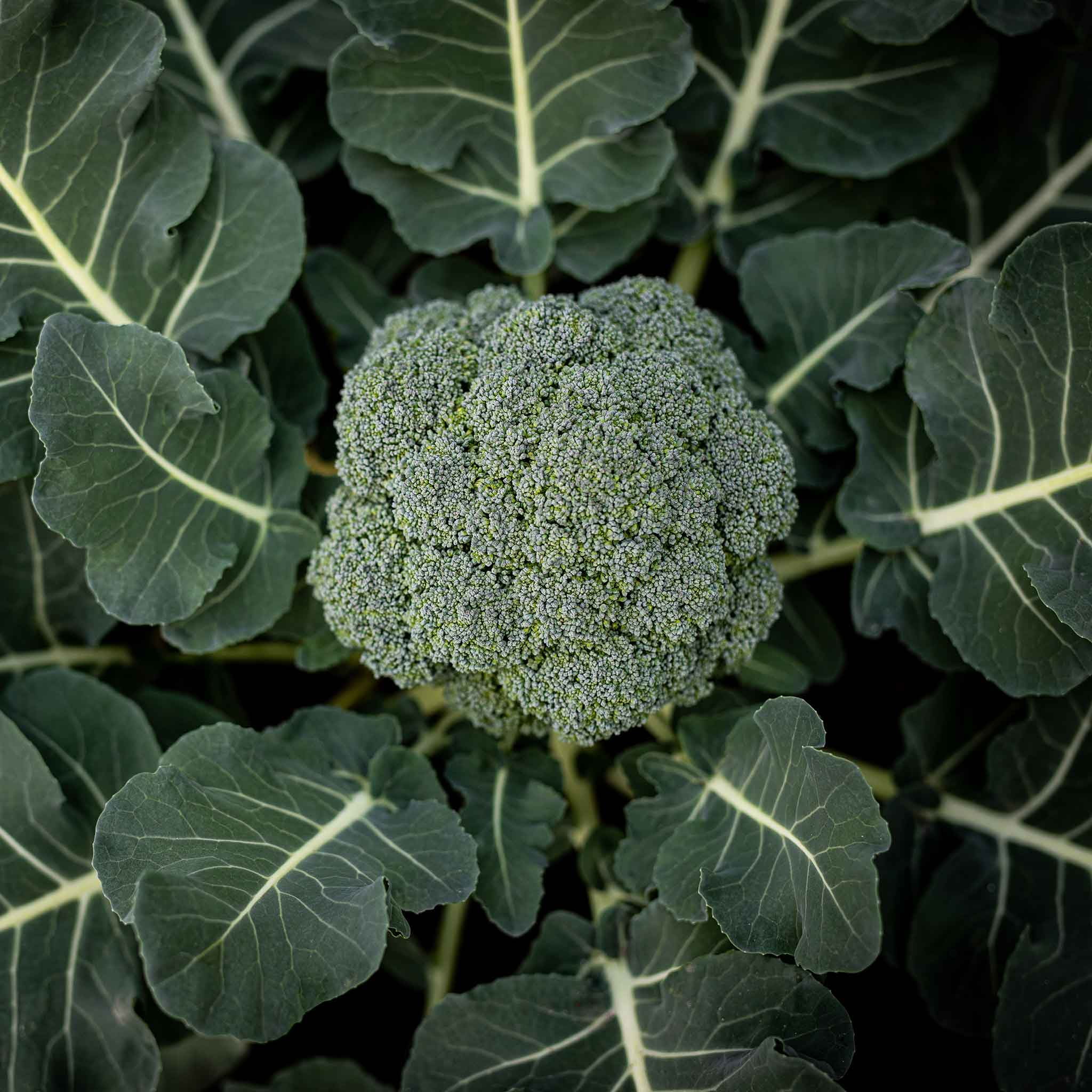 Eden Brothers Broccoli Seeds - Calabrese - Walmart.com