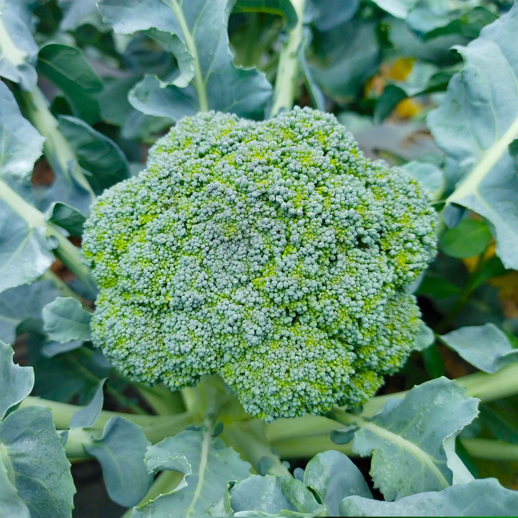 Eden Brothers Broccoli Seeds - Waltham 29 - Walmart.com