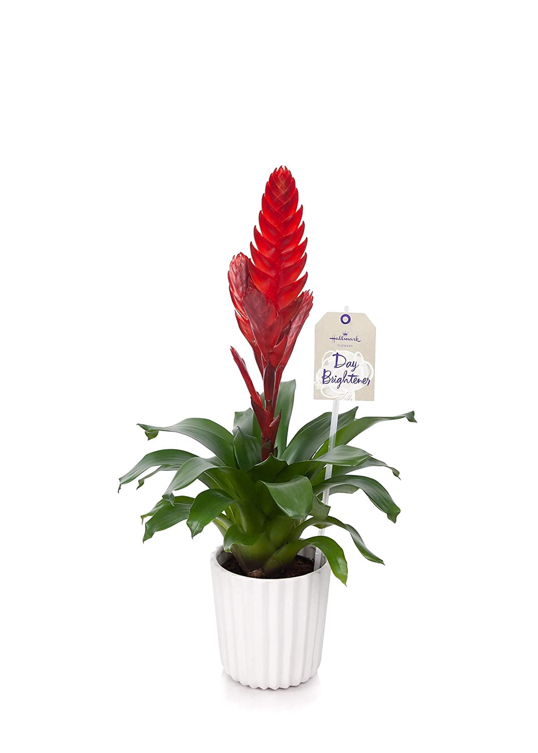 Bromeliad Red in 5" White Ceramic Container, From Hallmark Flowers, 1 ...