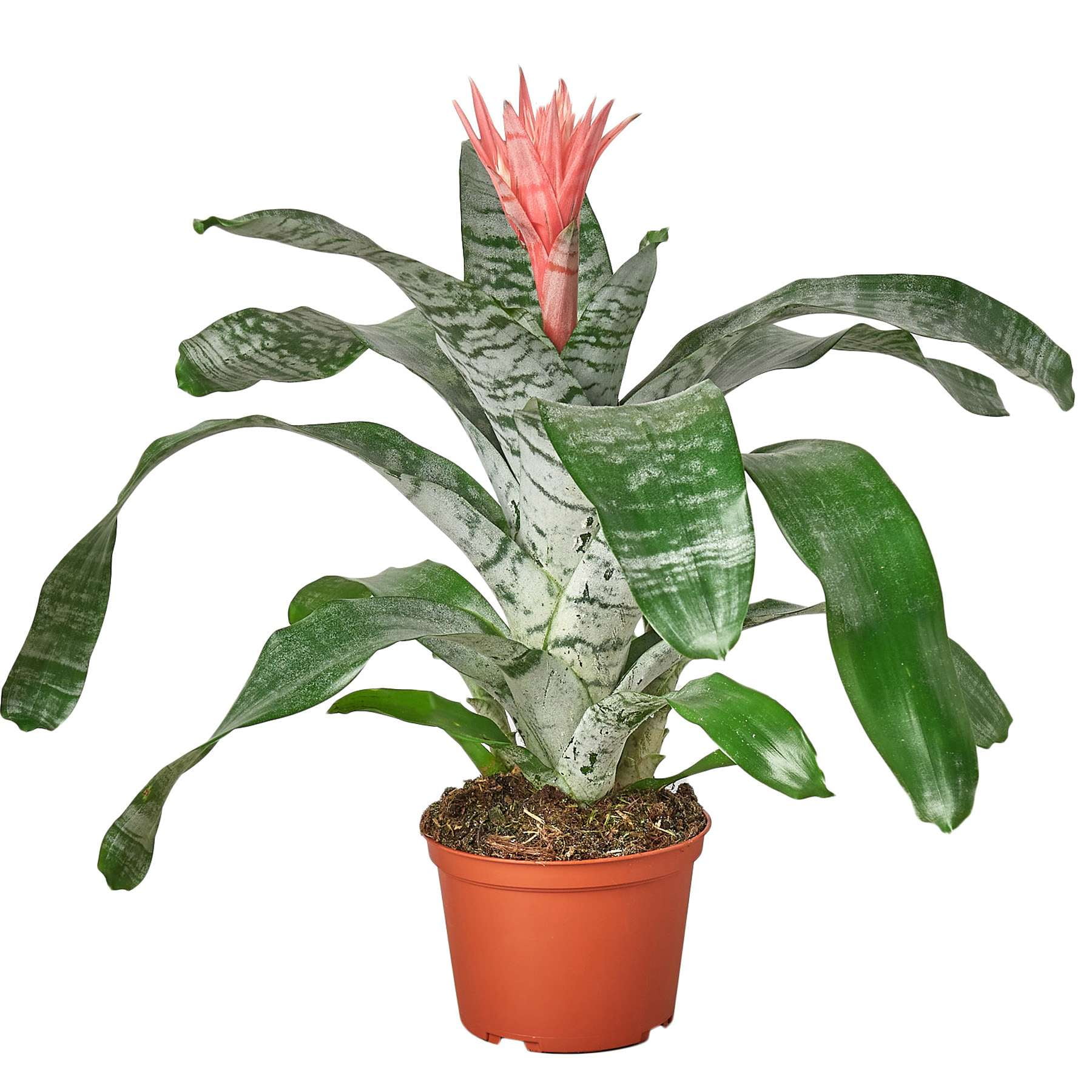 Bromeliad 'Silver Vase' Live Plant for Indoor | Different Houseplants ...