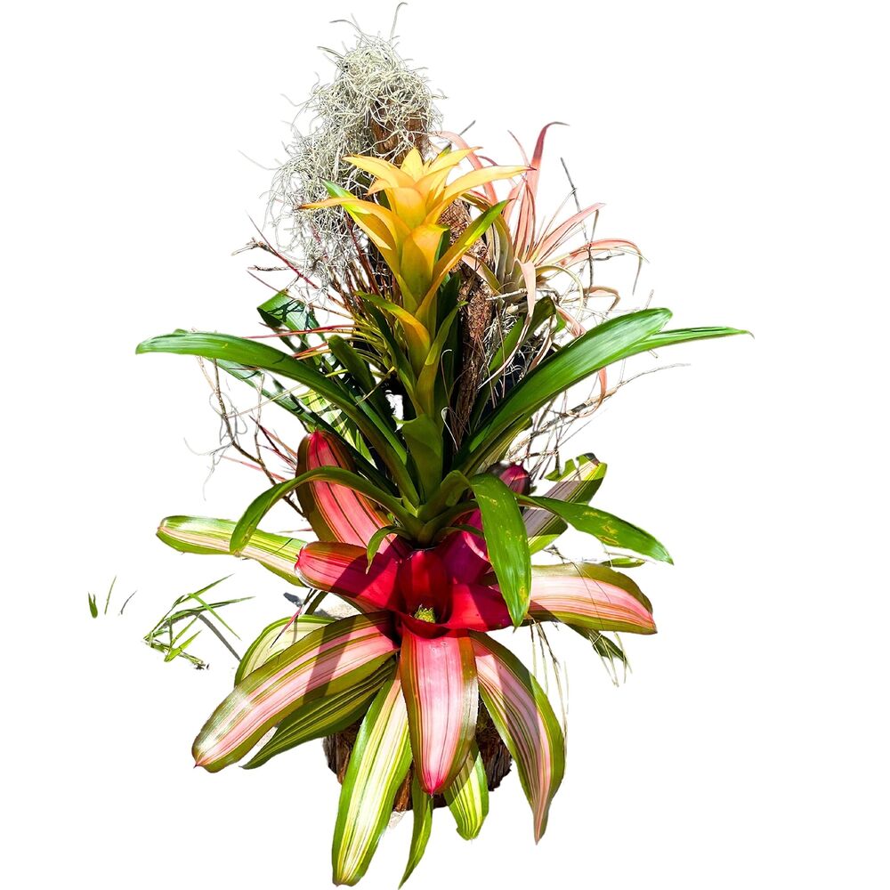 Bromeliad Tree, 24 inch, Air Plants on Wooden Totem Pole, Mounted ...