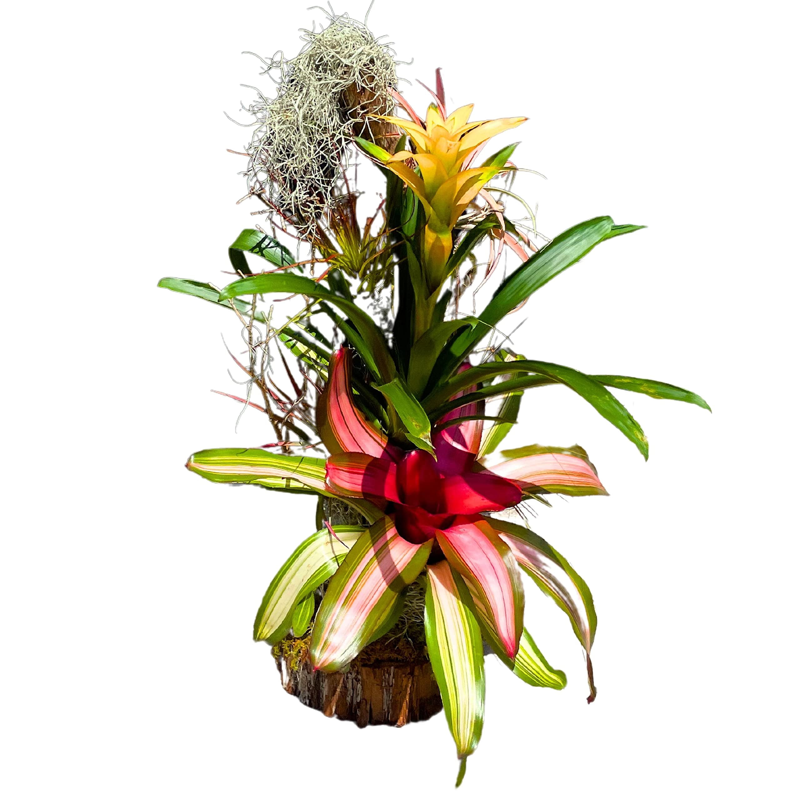 Bromeliad Tree, 24 inch, Air Plants on Wooden Totem Pole, Mounted ...