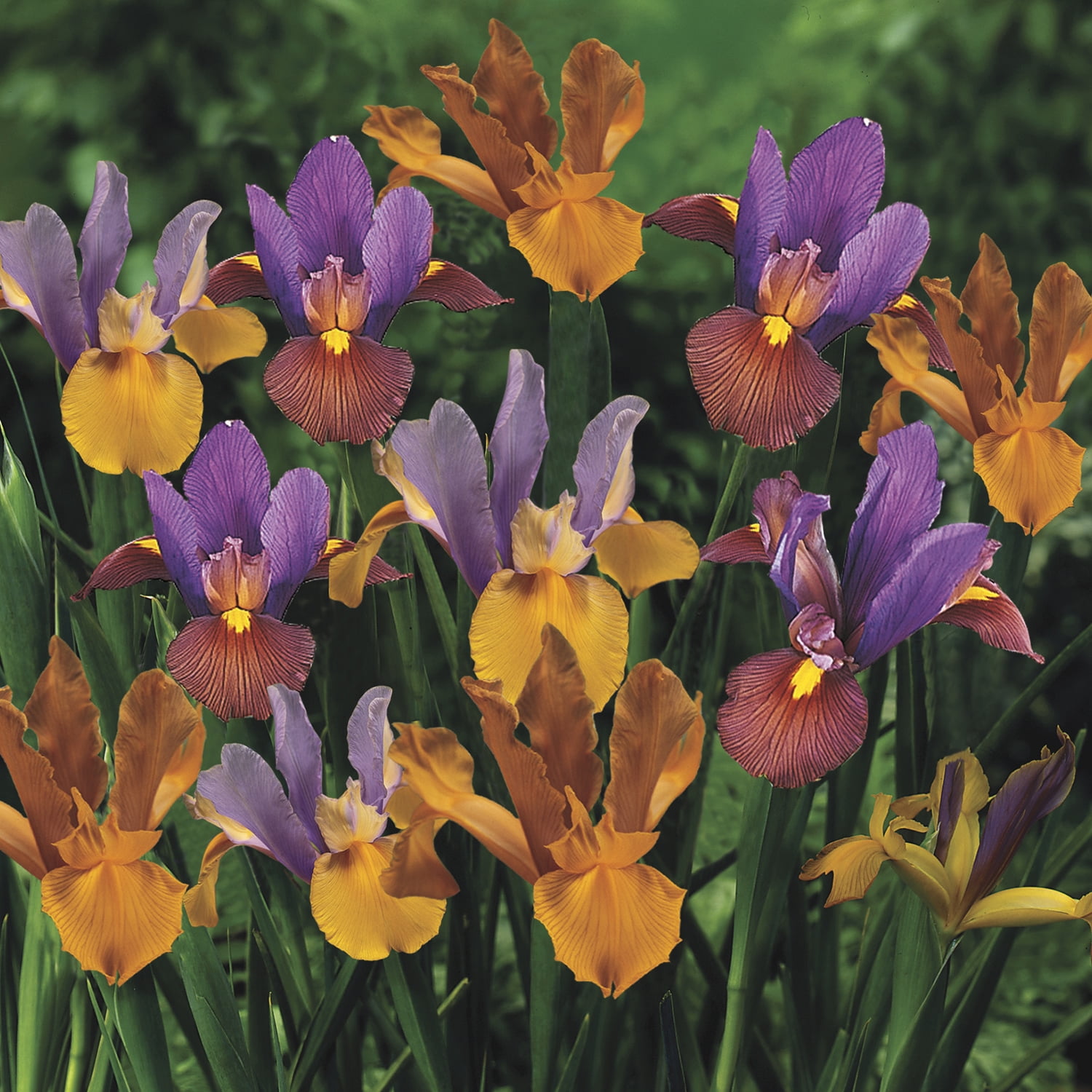 Bronze Dutch Iris Mixture Dormant Spring Flowering Bulbs 25 Pack ...