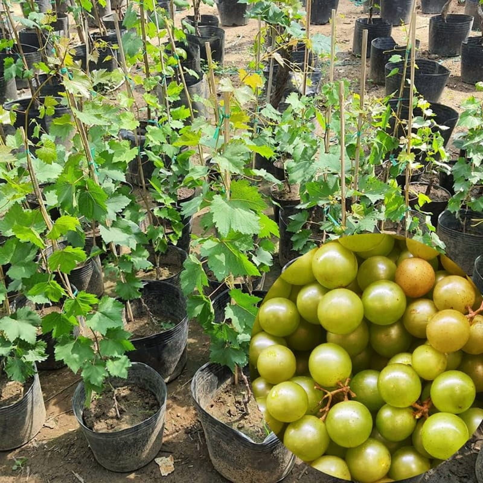 Bronze Grape Vines Live Plants for Planting, 5-10" Grape Tree for ...