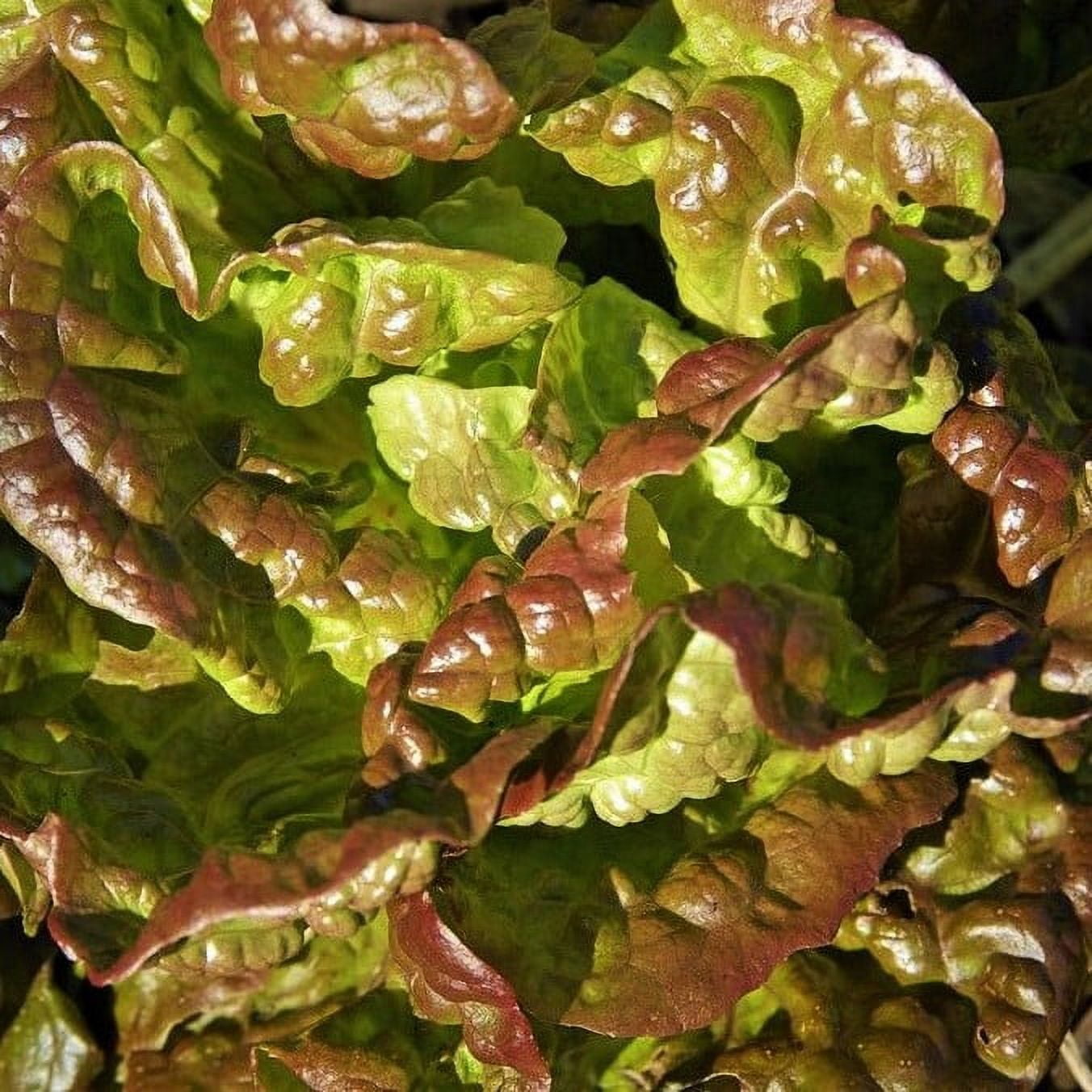 Bronze Mignonette Lettuce Seeds - 100 Seed Pack - a Very Old, butterhead-Type Lettuce - Country ...
