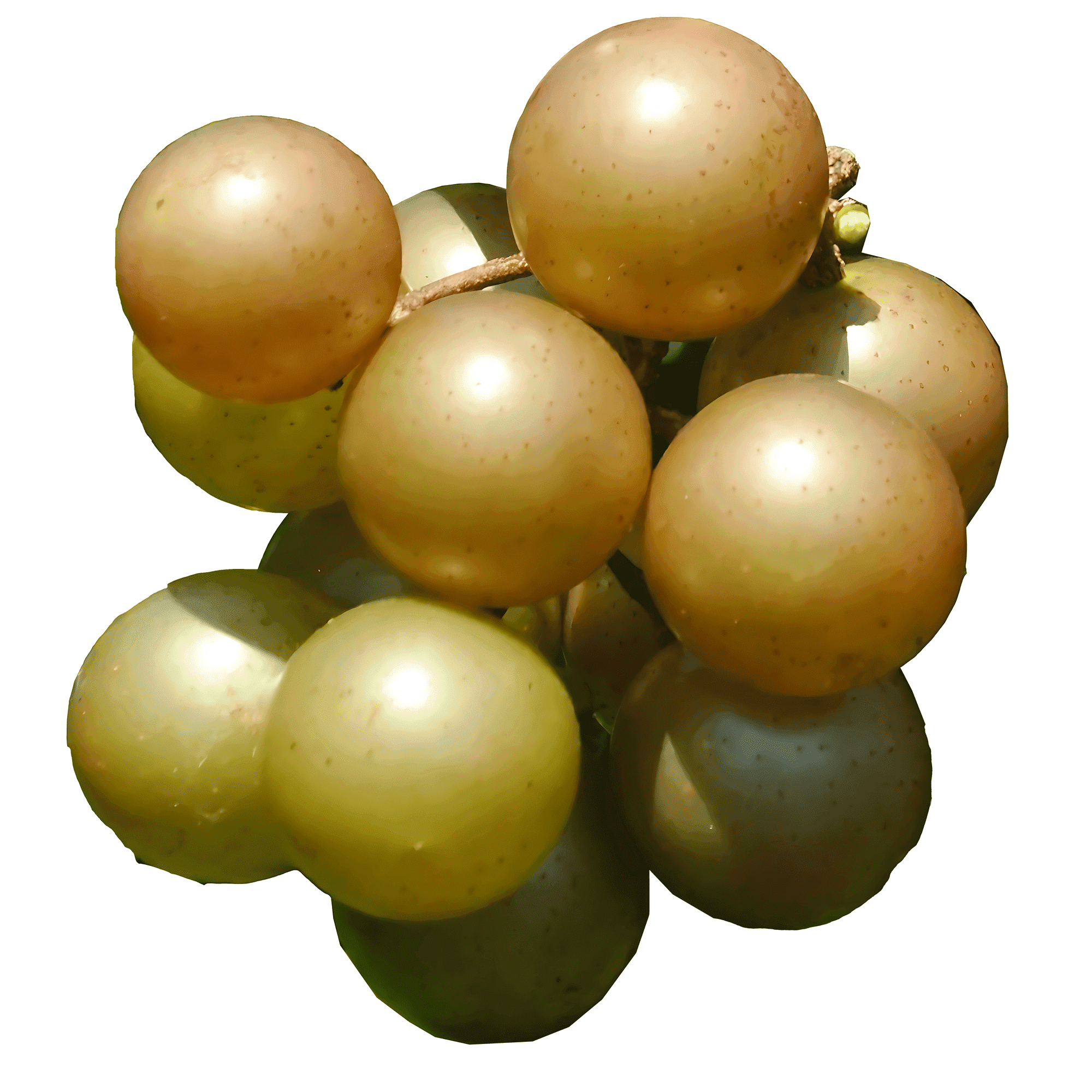Bronze Muscadine Grape Vine Live Tree, Sweet Golden-Bronze Grapes for ...