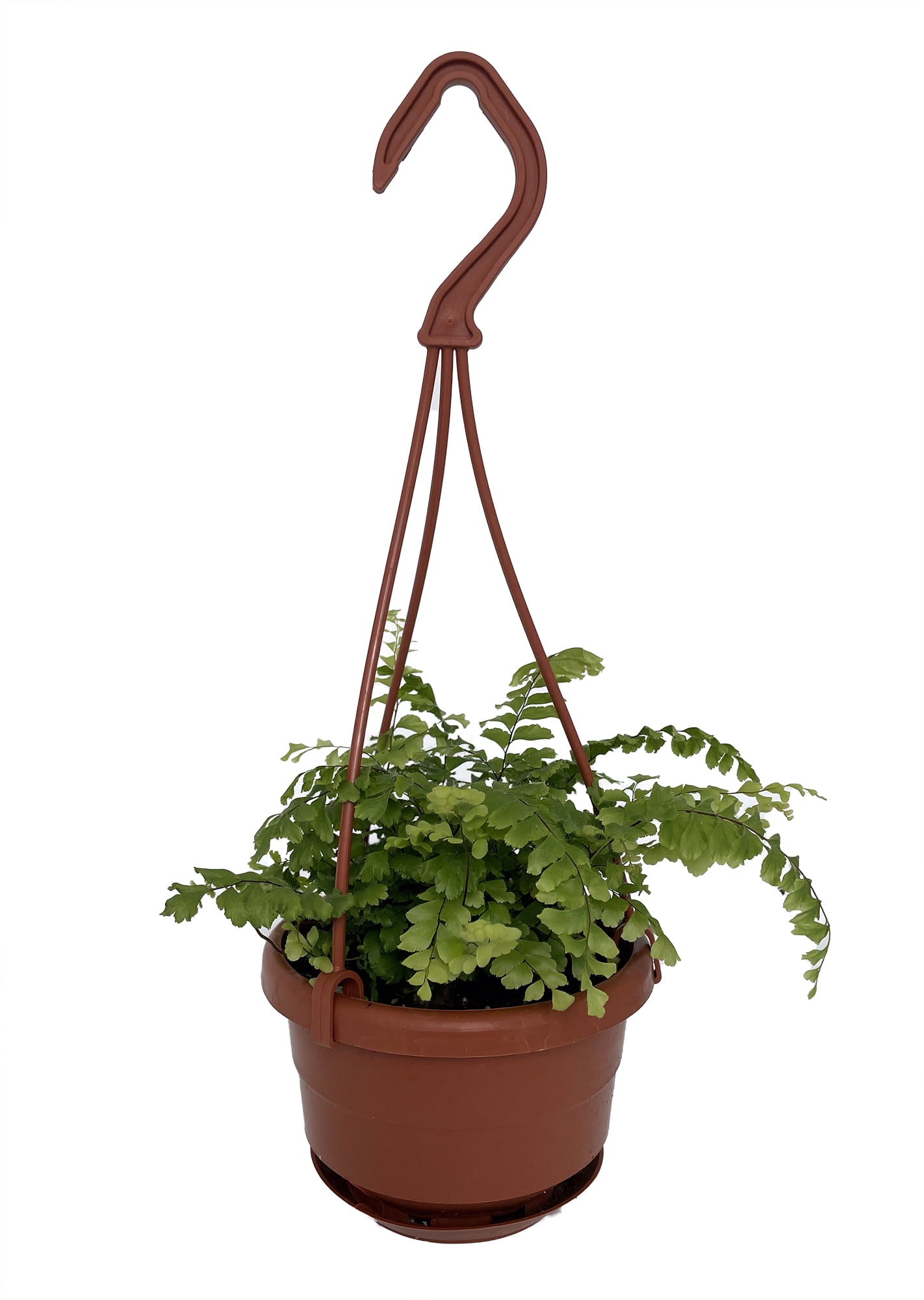 Bronze Venus Indoor MaidenHair Fern - Adiantum - 4" Mini Hanging Basket ...