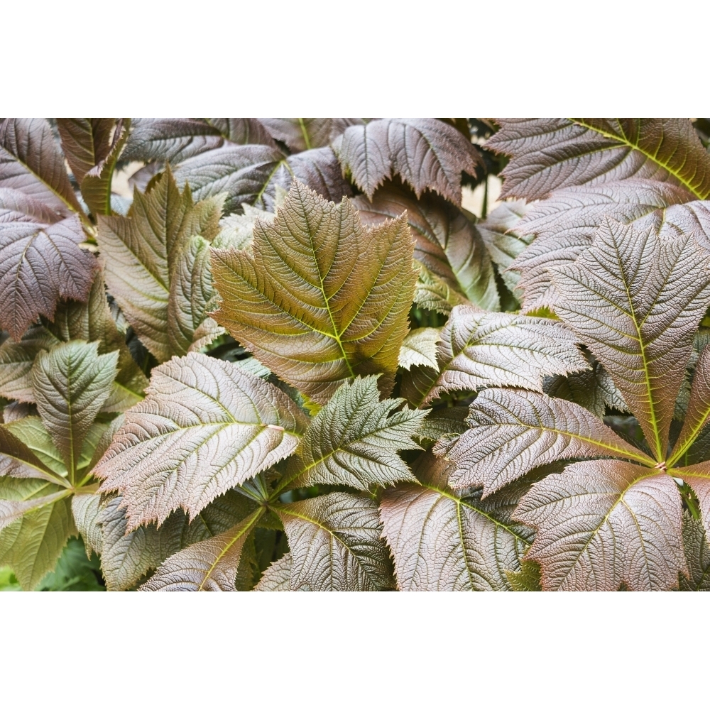Bronzed Rodgersia leaves at their best; England by Carol McKay / Design ...