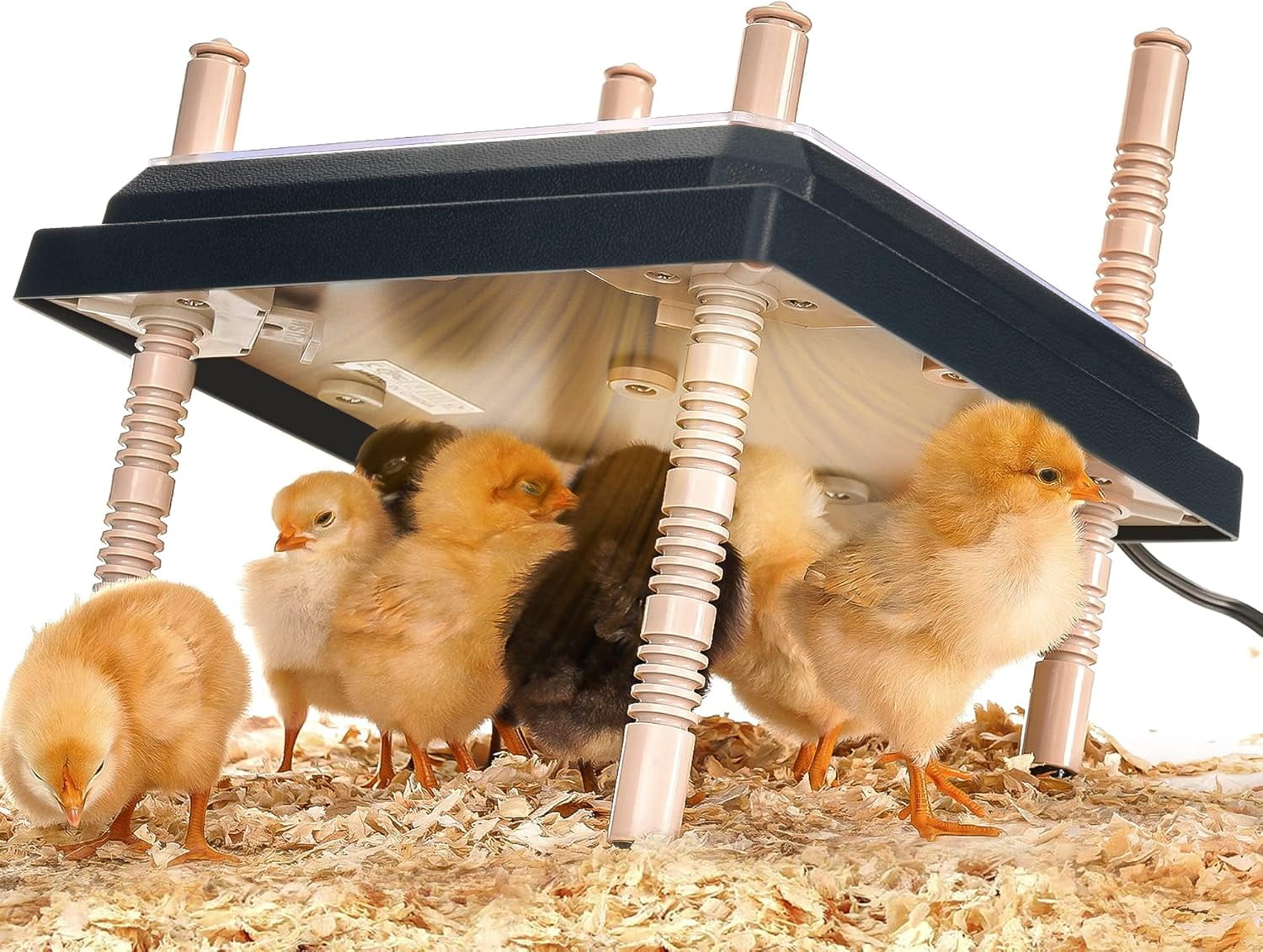 Brooder Heater for Chicks 10” x 10” for 15 Chicks Chicken Brooder Keep ...