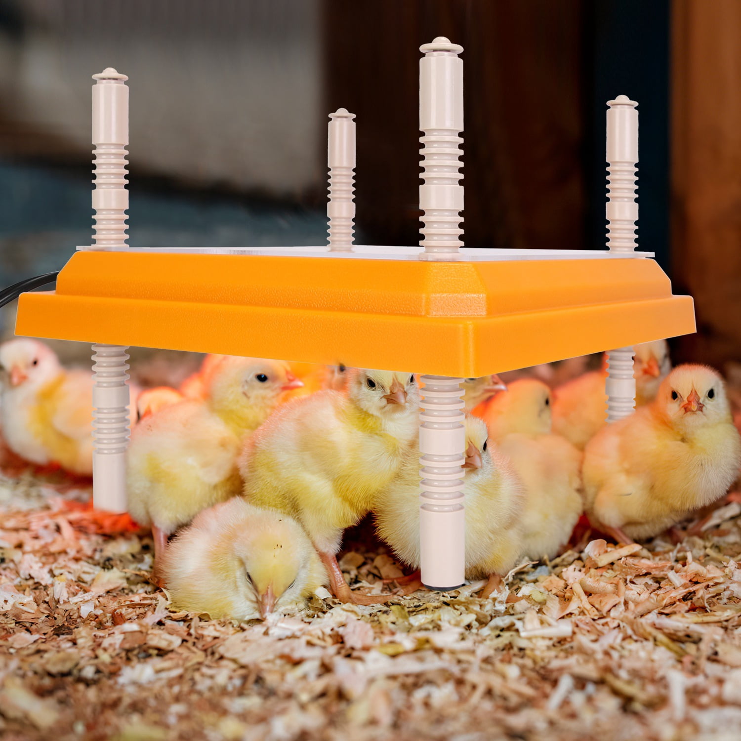 Brooder Heater for Chicks, 10" x 10" for 15 Chicks Brooder Heating ...