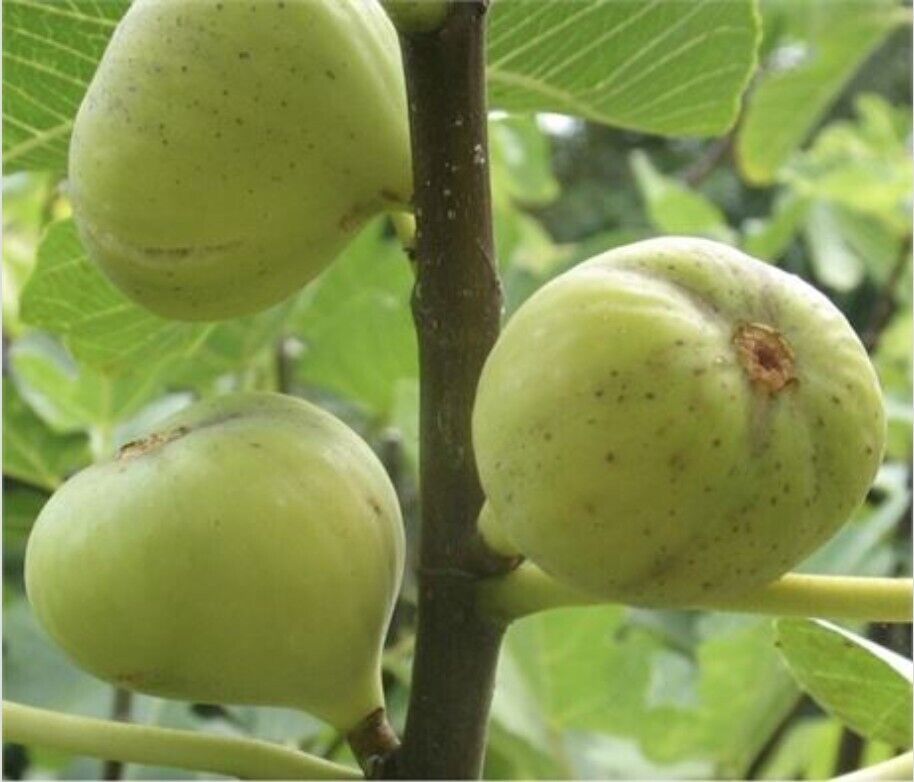 Brooklyn White Italian Fig Rooted 4x12 1 Gal Tree, Very Hardy, Split ...