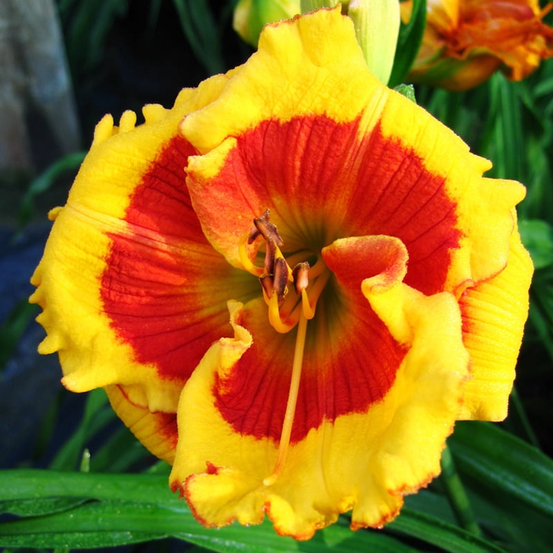 Brookwood Lee Causey Daylilies Root - Naturalizing - Perennializing ...