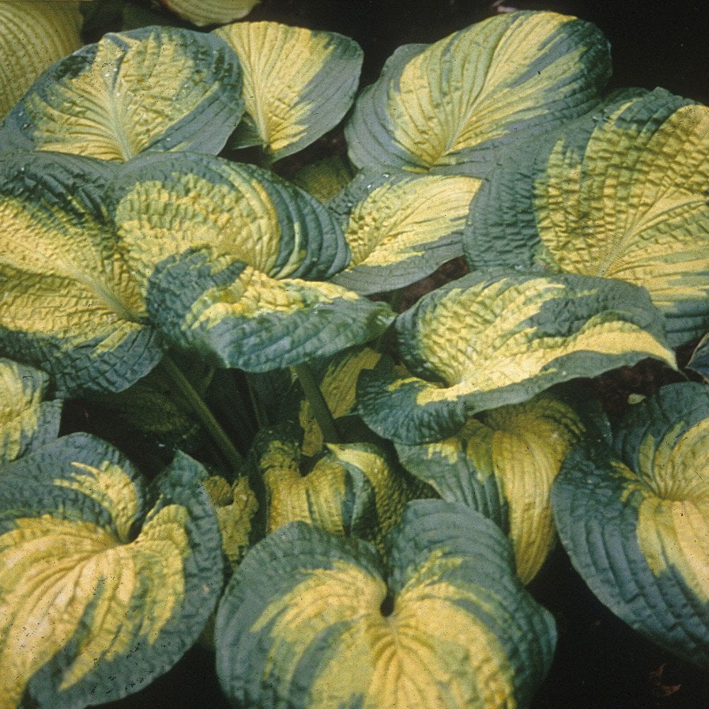 Brother Stefan Hosta - New! - 4" Pot - Walmart.com