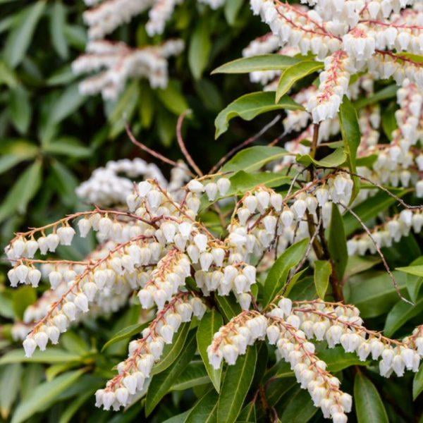 Brouwer's Beauty Japanese Andromeda-Compact Evergreen Shrub for Gardens ...