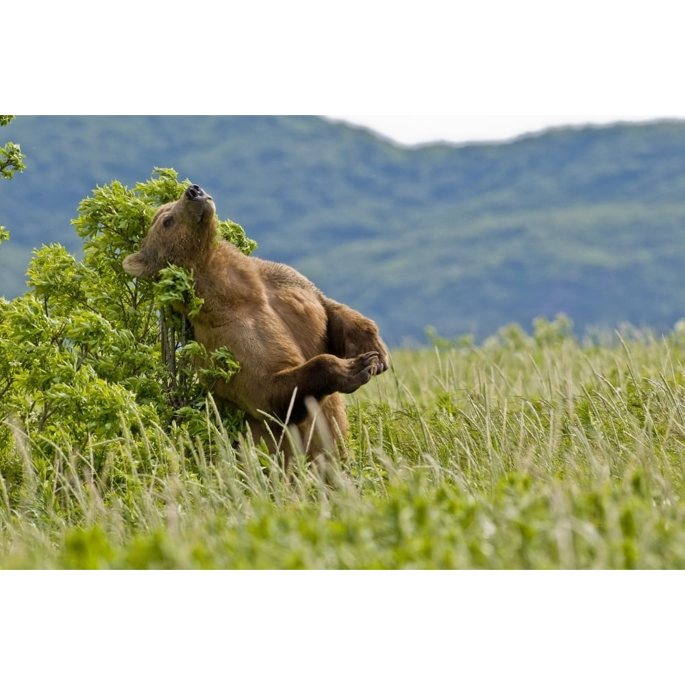 Brown Bear Scratches Their Back On A Tree In Kukak Bay Katmai National ...