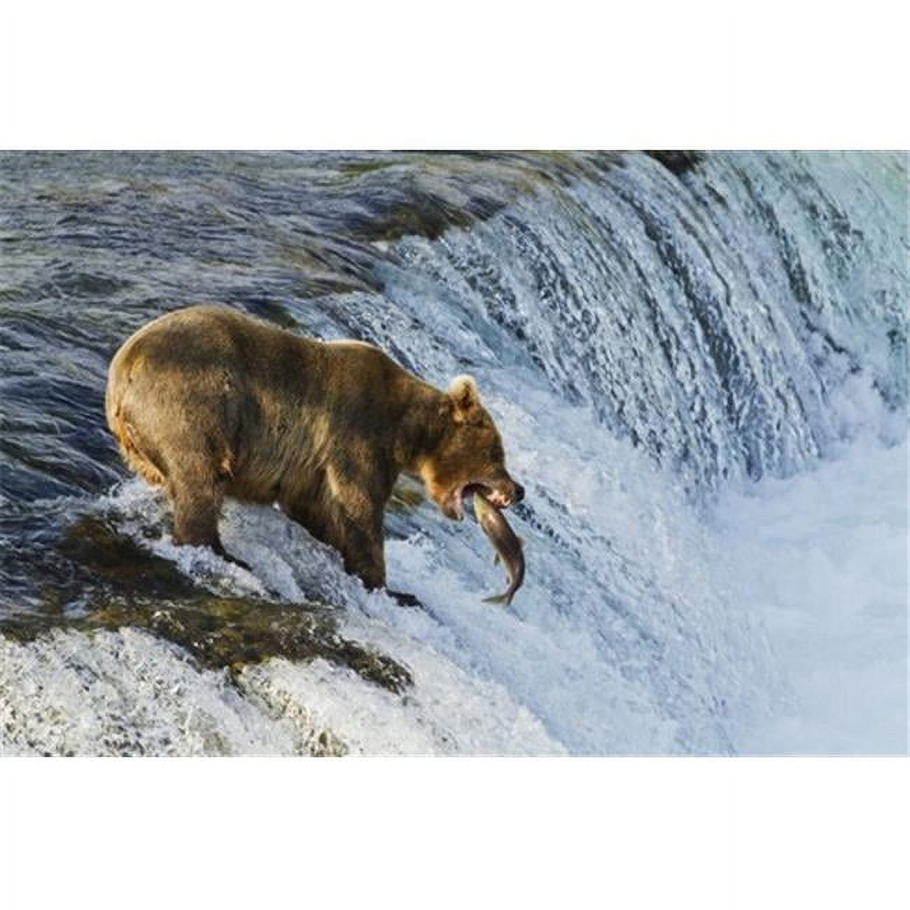 Brown Bear Ursus Arctos About To Catch A Jumping Sockeye Salmon Oncorhynchus Poster Print by ...