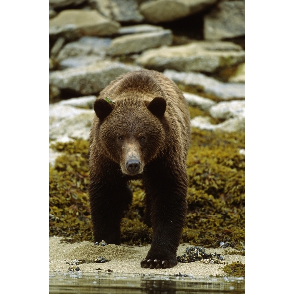 Brown Bear Walking Into River On Shoreline Sw Ak Summer Geographic ...