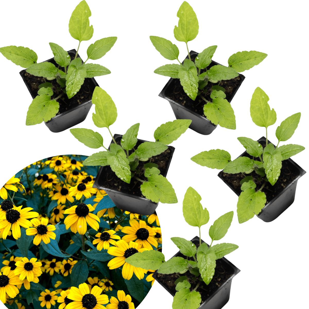 Brown-Eyed Susan (Rudbeckia triloba) Five (5) Organic Plants in 2.5 ...