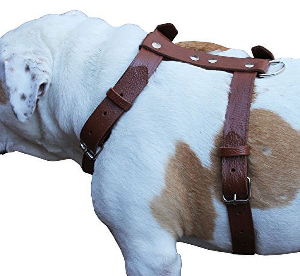 Walking Pet Harness: Brown Genuine Tooled Leather, Large Size for ...