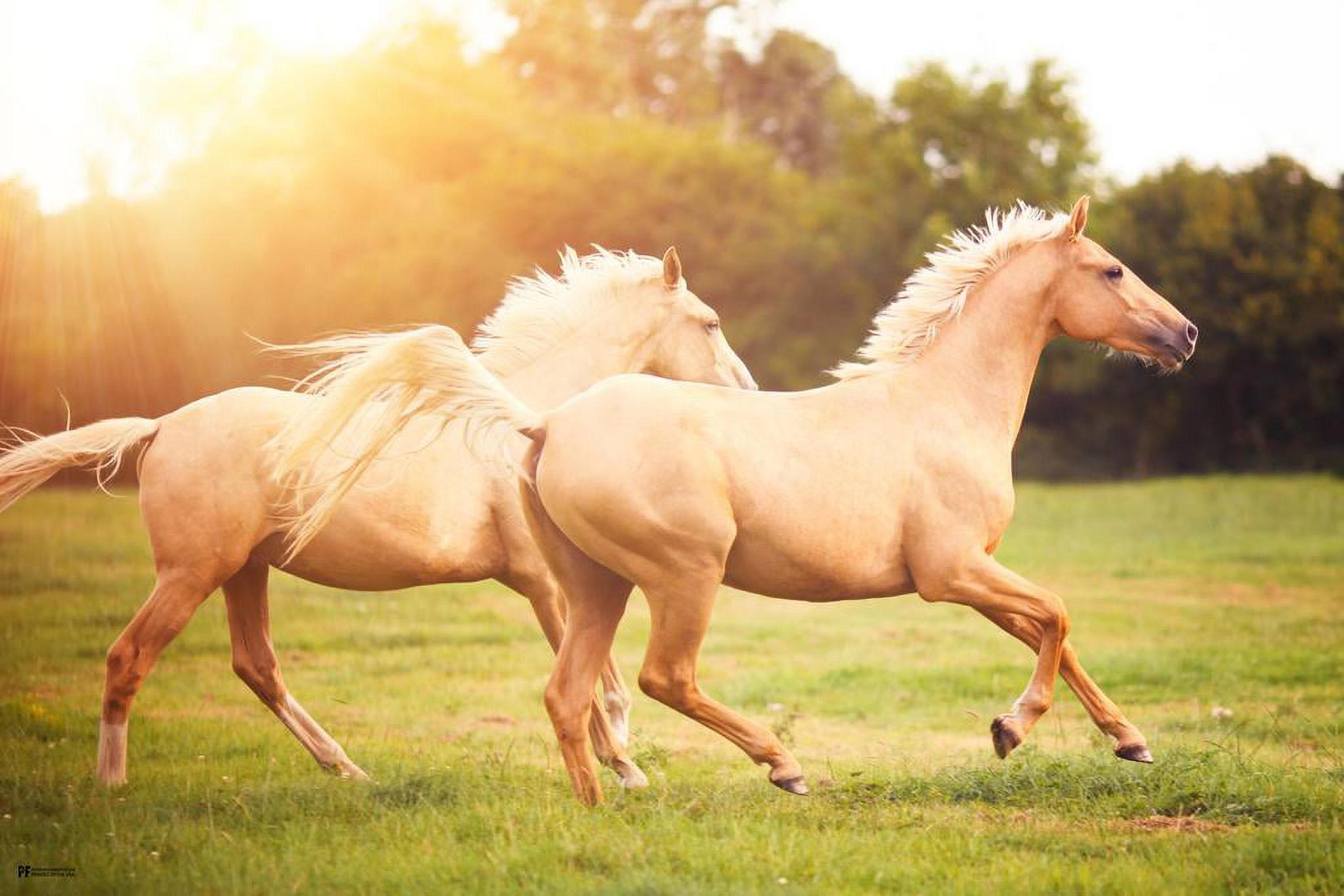 Brown Horses Sunset Girls Bedroom Decor Cute Animal Western Country Cool Wall Art Print Poster ...