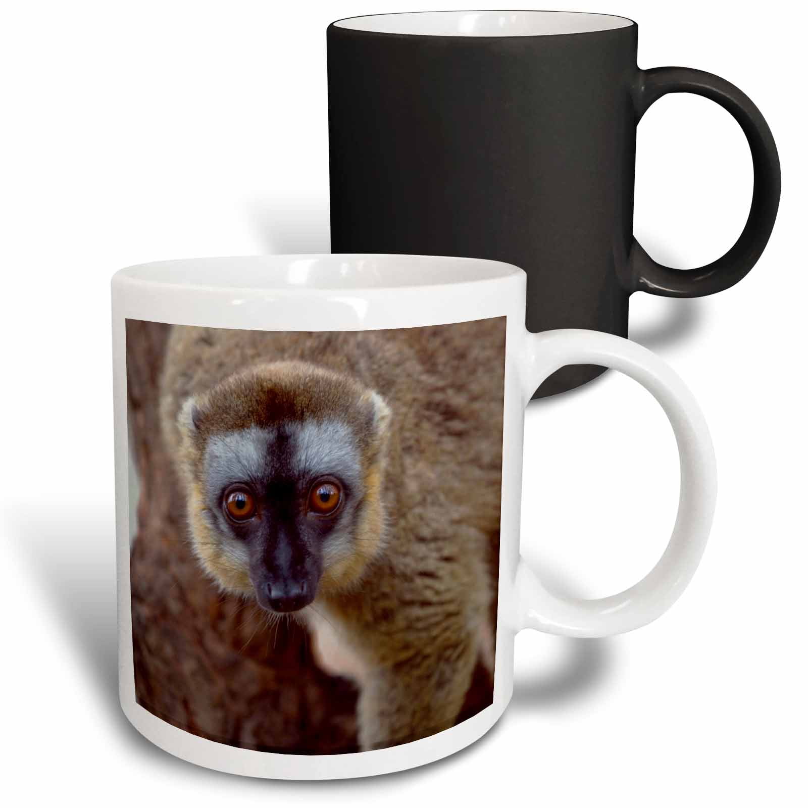 3drose, Brown Lemur Primate, Perinet Reserve, Madagascar - Af24 Ksu0010 ...