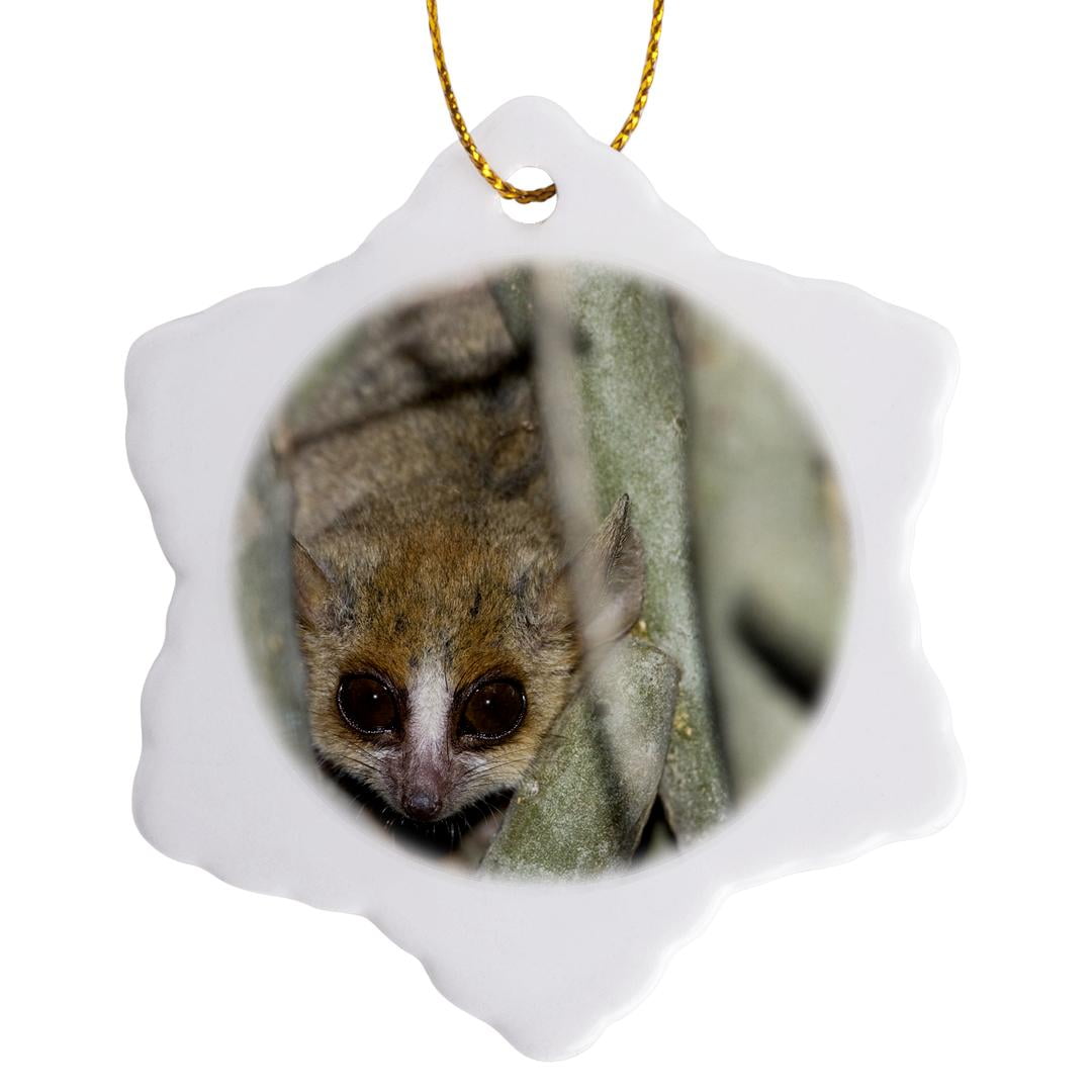 Brown Mouse Lemur, Tree Trunk In Madagascar-Af24 Jmc0005 - Joe And Mary ...